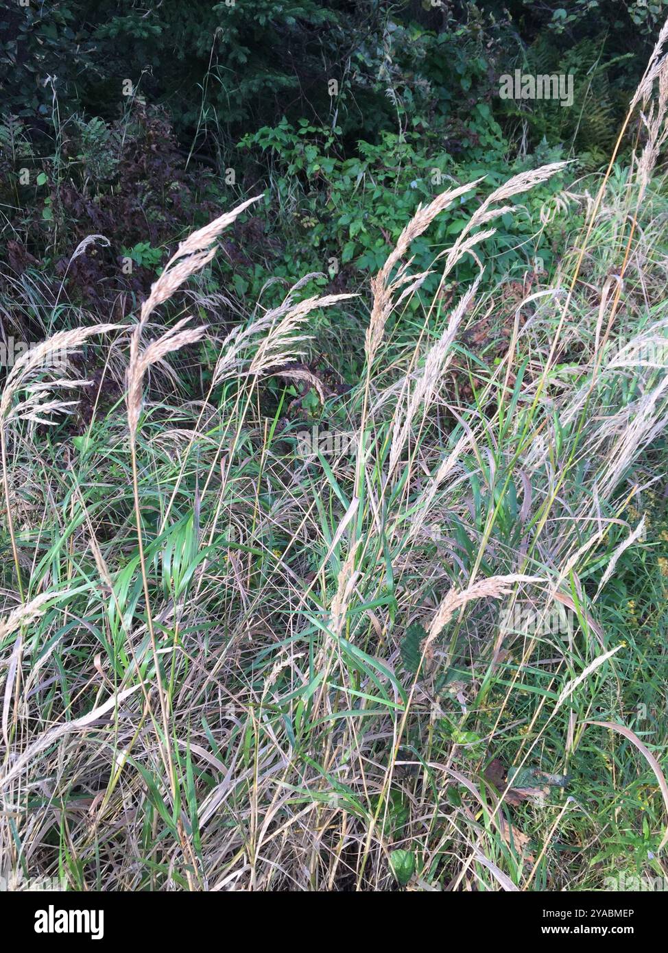 canadian bluejoint (Calamagrostis canadensis) Plantae Stock Photo - Alamy