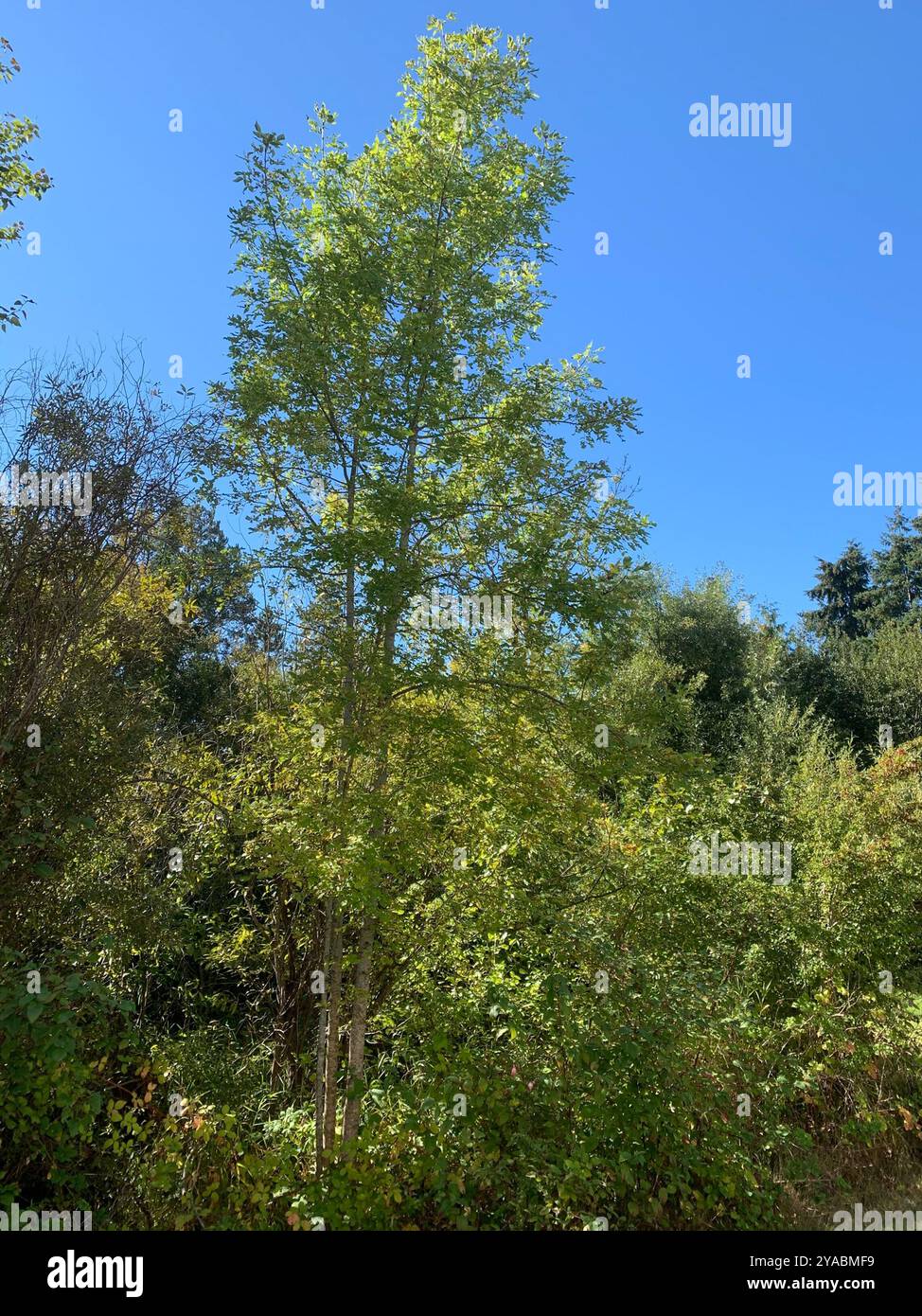 Oregon Ash (Fraxinus latifolia) Plantae Stock Photo - Alamy