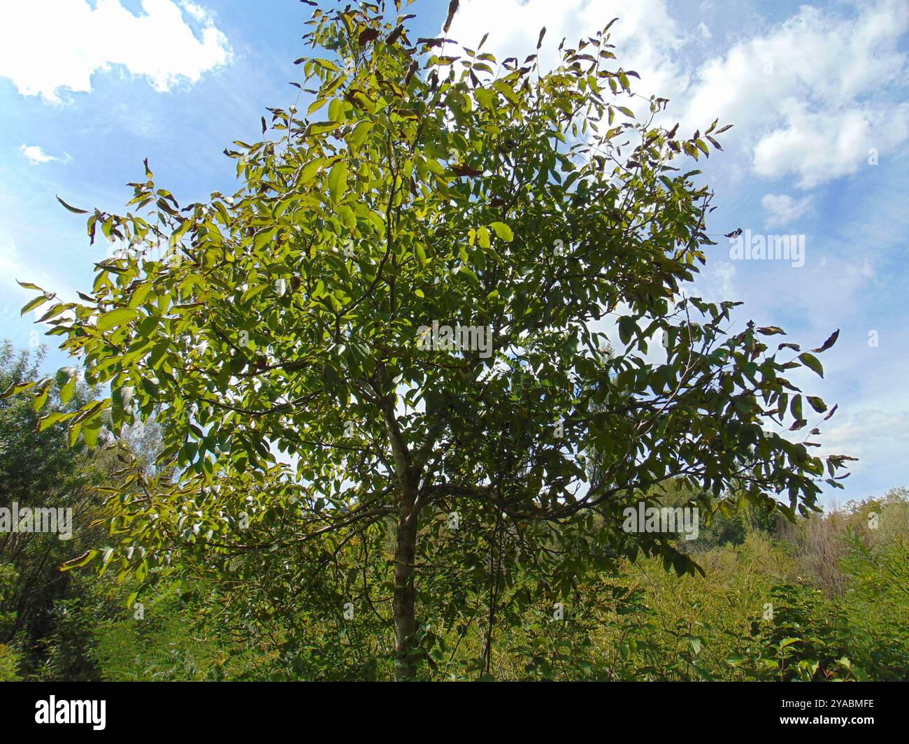Persian walnut (Juglans regia) Plantae Stock Photo - Alamy
