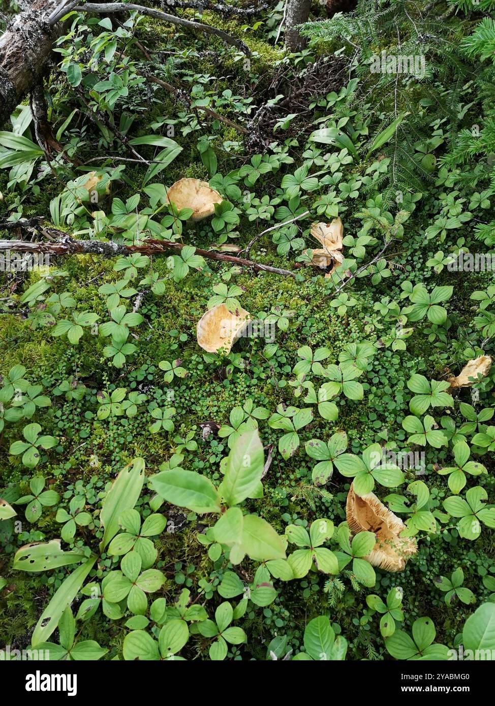 Short-stemmed Russula (Russula brevipes) Fungi Stock Photo - Alamy