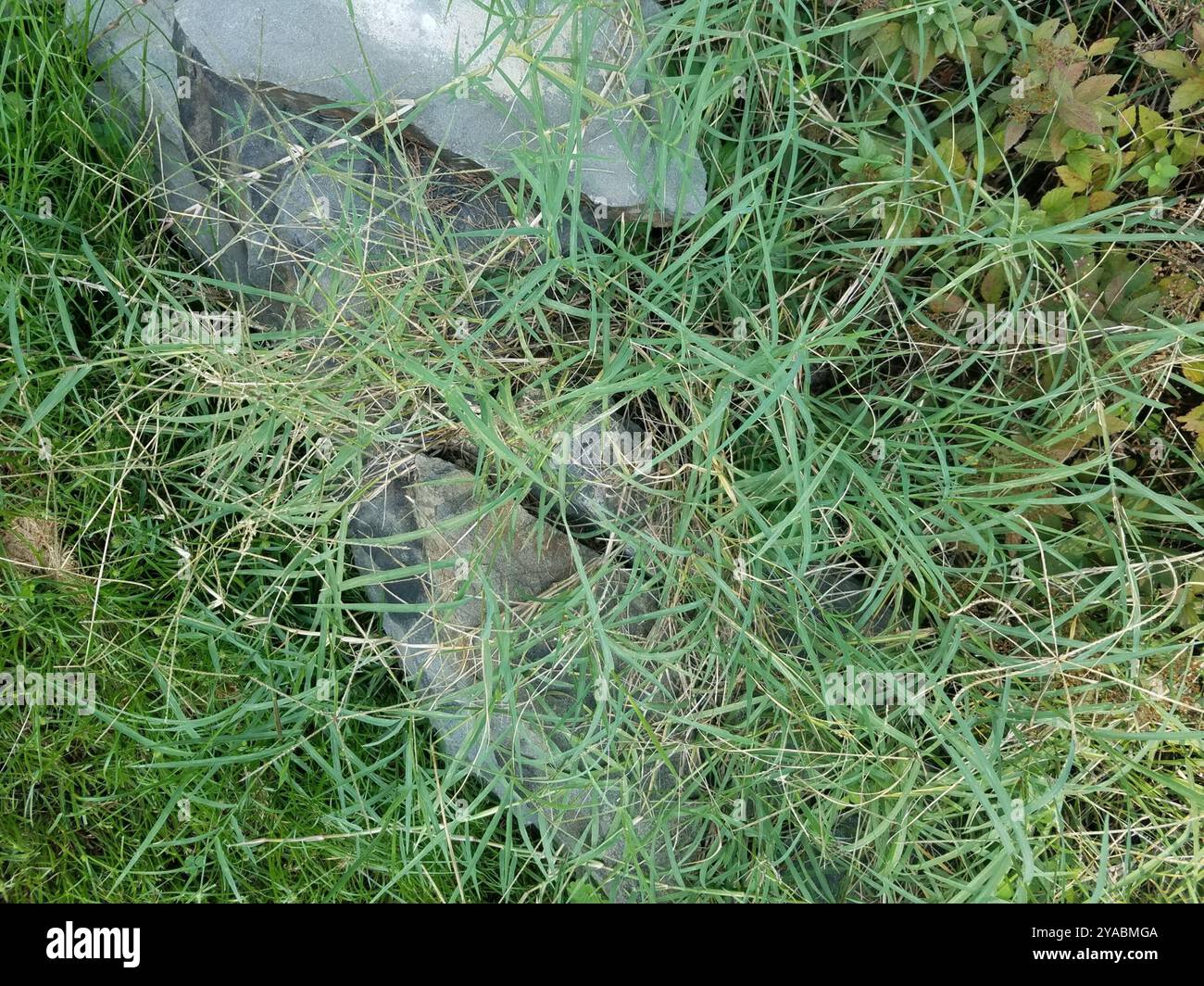 Bermuda grass (Cynodon dactylon) Plantae Stock Photo - Alamy