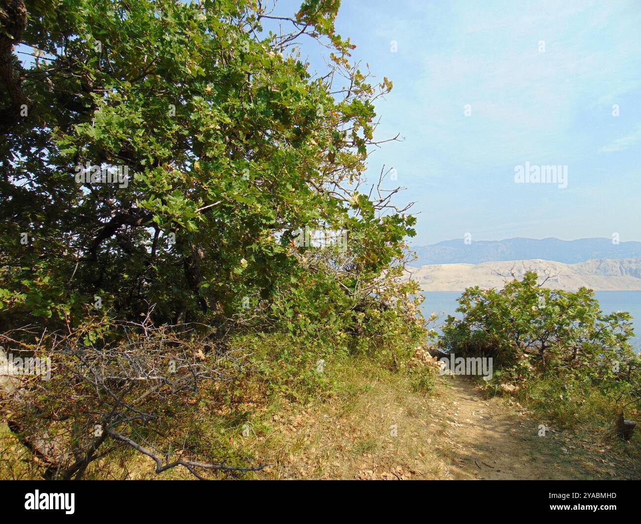 downy oak (Quercus pubescens) Plantae Stock Photo - Alamy