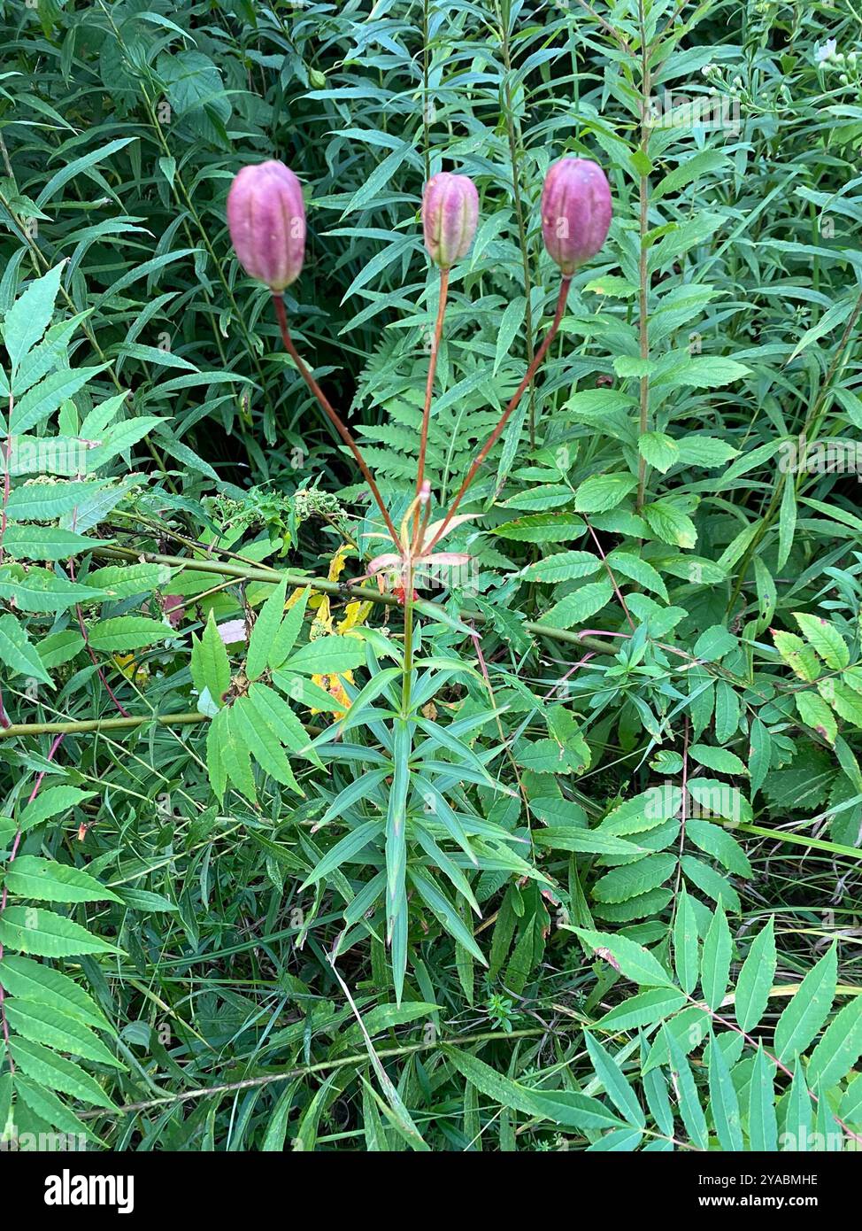 Canada lily (Lilium canadense) Plantae Stock Photo - Alamy