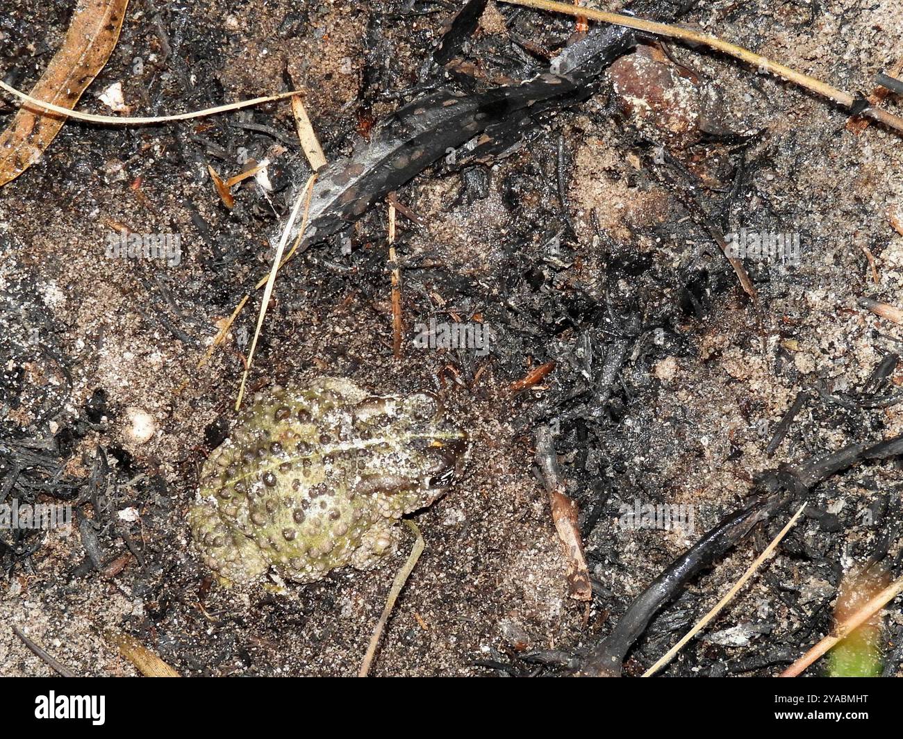 Sand Toad (Vandijkophrynus angusticeps) Amphibia Stock Photo - Alamy