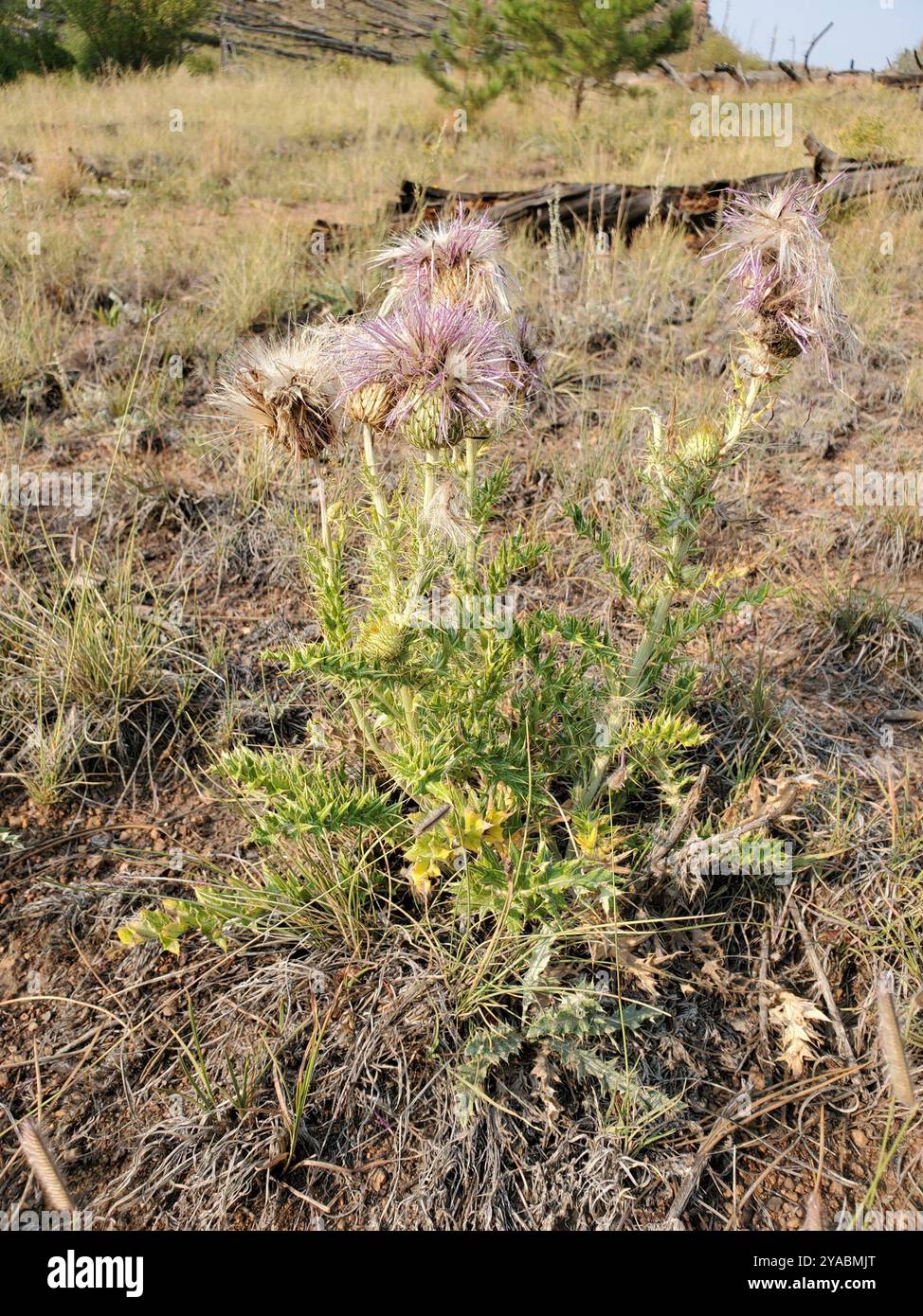 wavyleaf thistle (Cirsium undulatum) Plantae Stock Photo - Alamy