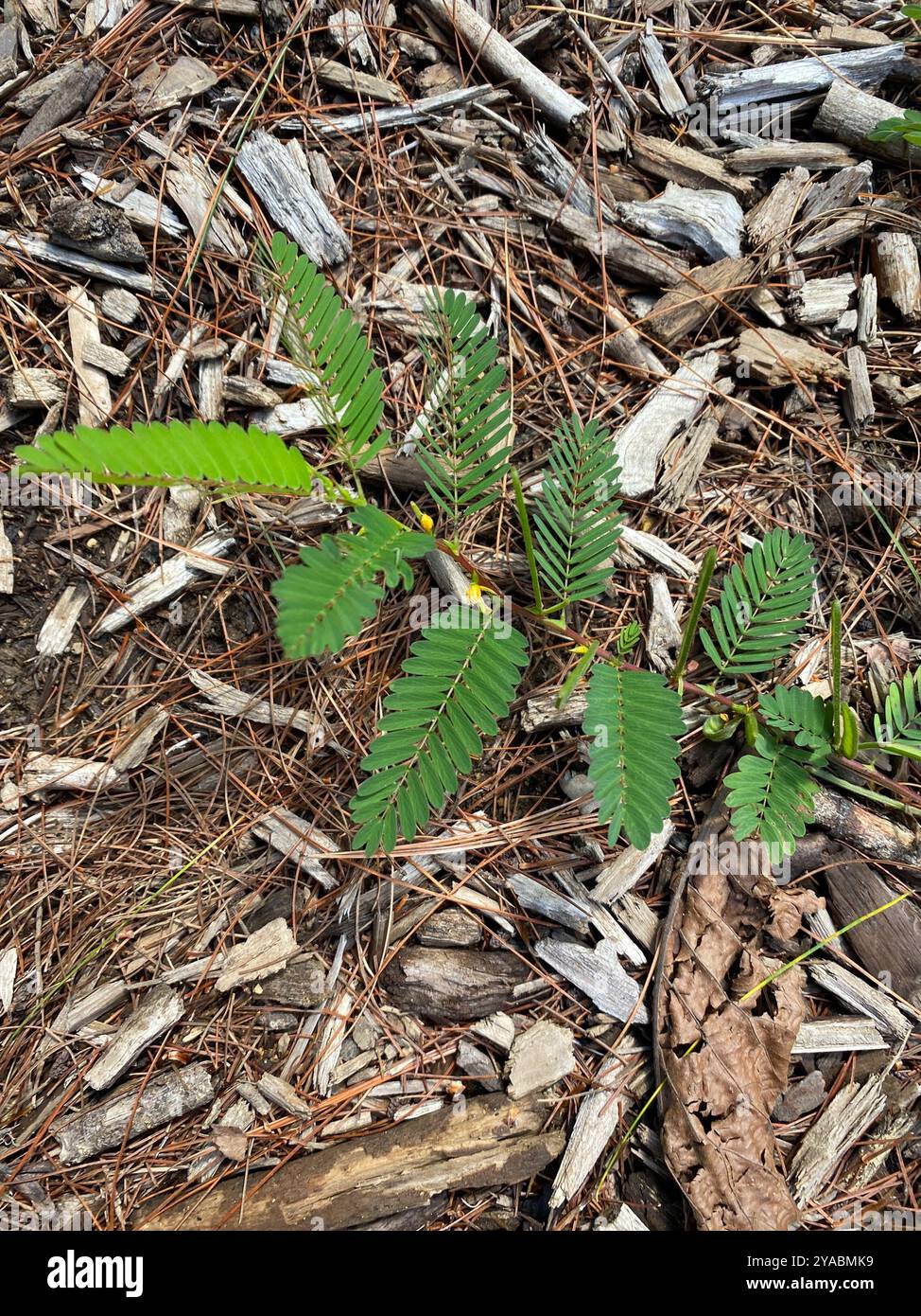 sensitive pea (Chamaecrista nictitans) Plantae Stock Photo - Alamy