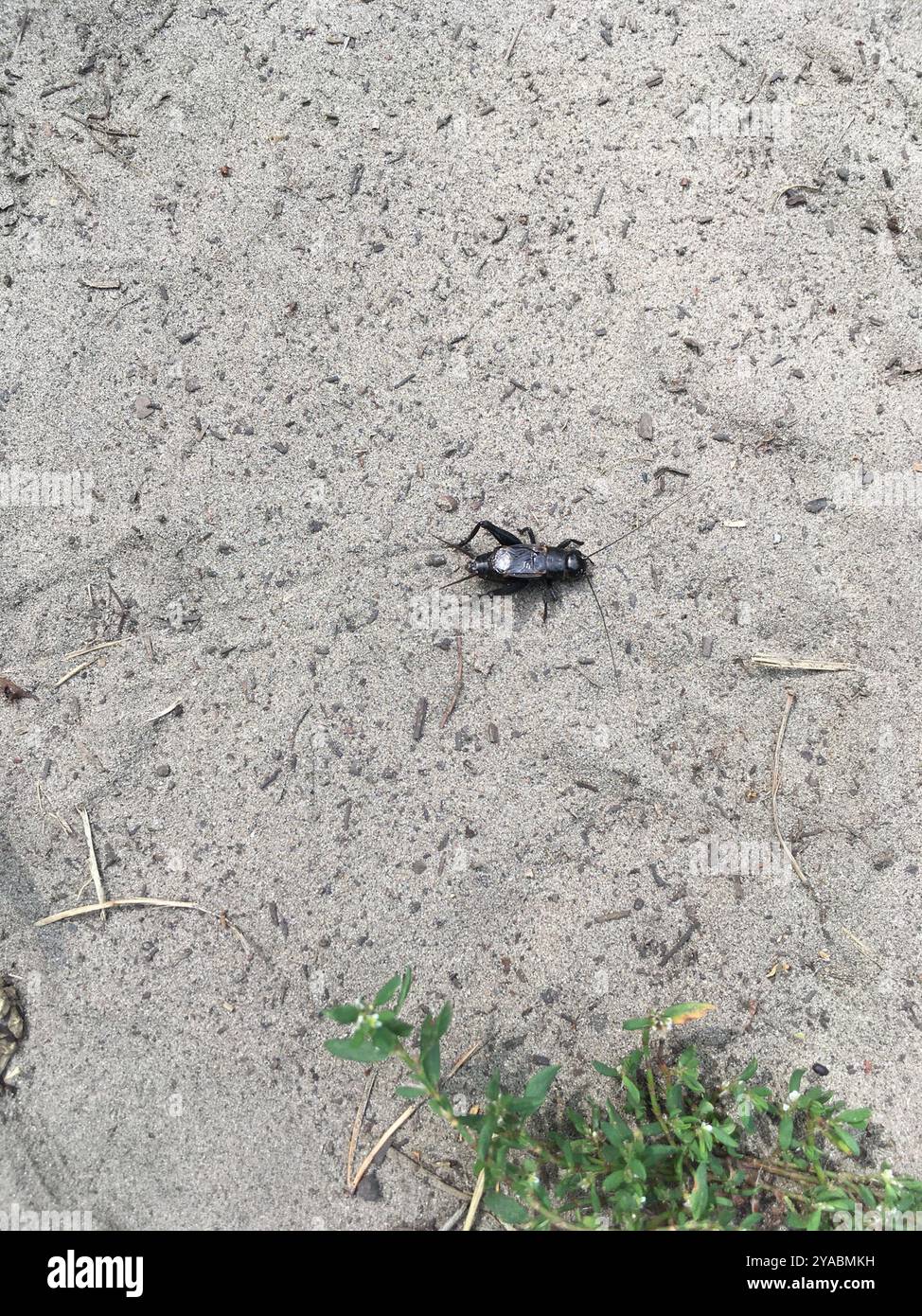 Fall Field Cricket (Gryllus pennsylvanicus) Insecta Stock Photo - Alamy
