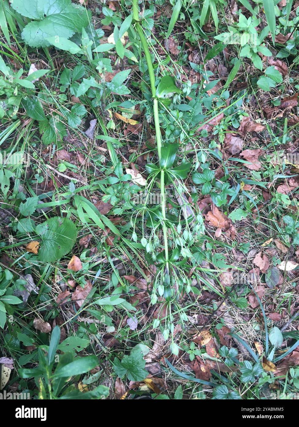 American columbo (Frasera caroliniensis) Plantae Stock Photo - Alamy