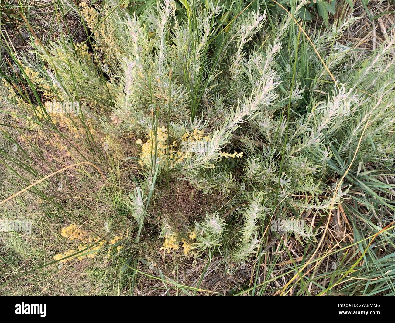 Silver Sagebrush (Artemisia cana) Plantae Stock Photo - Alamy