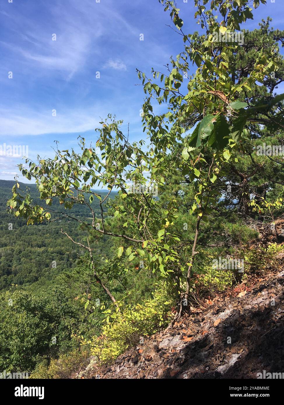 sweet birch (Betula lenta) Plantae Stock Photo - Alamy
