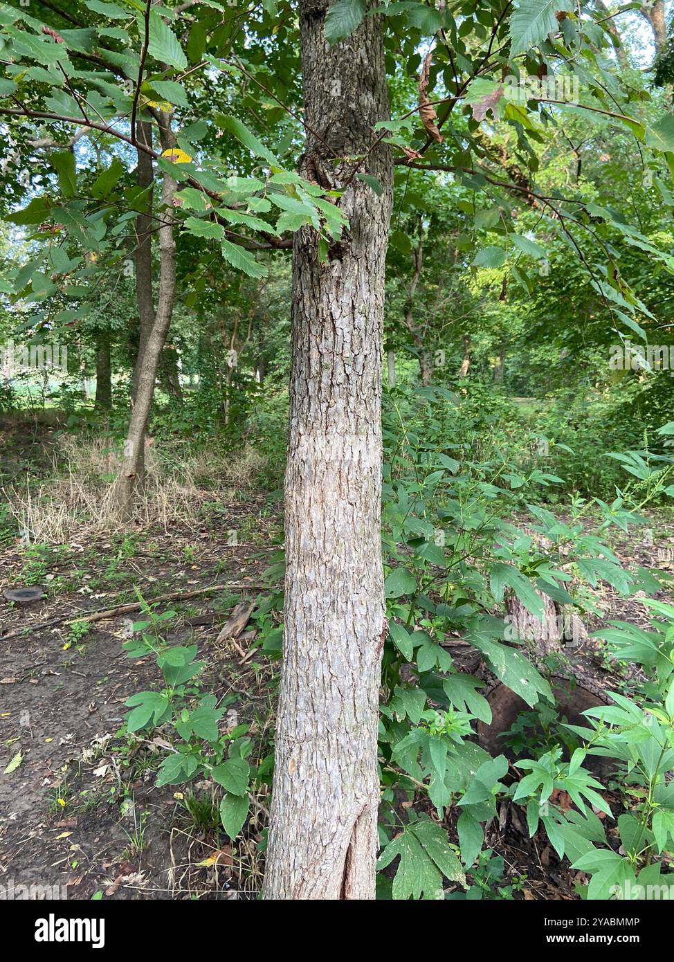 American elm (Ulmus americana) Plantae Stock Photo - Alamy
