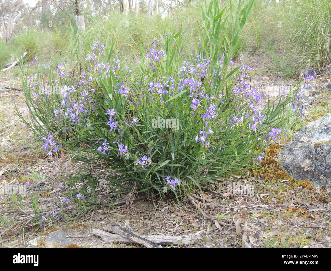 nodding blue lily (Stypandra glauca) Plantae Stock Photo - Alamy