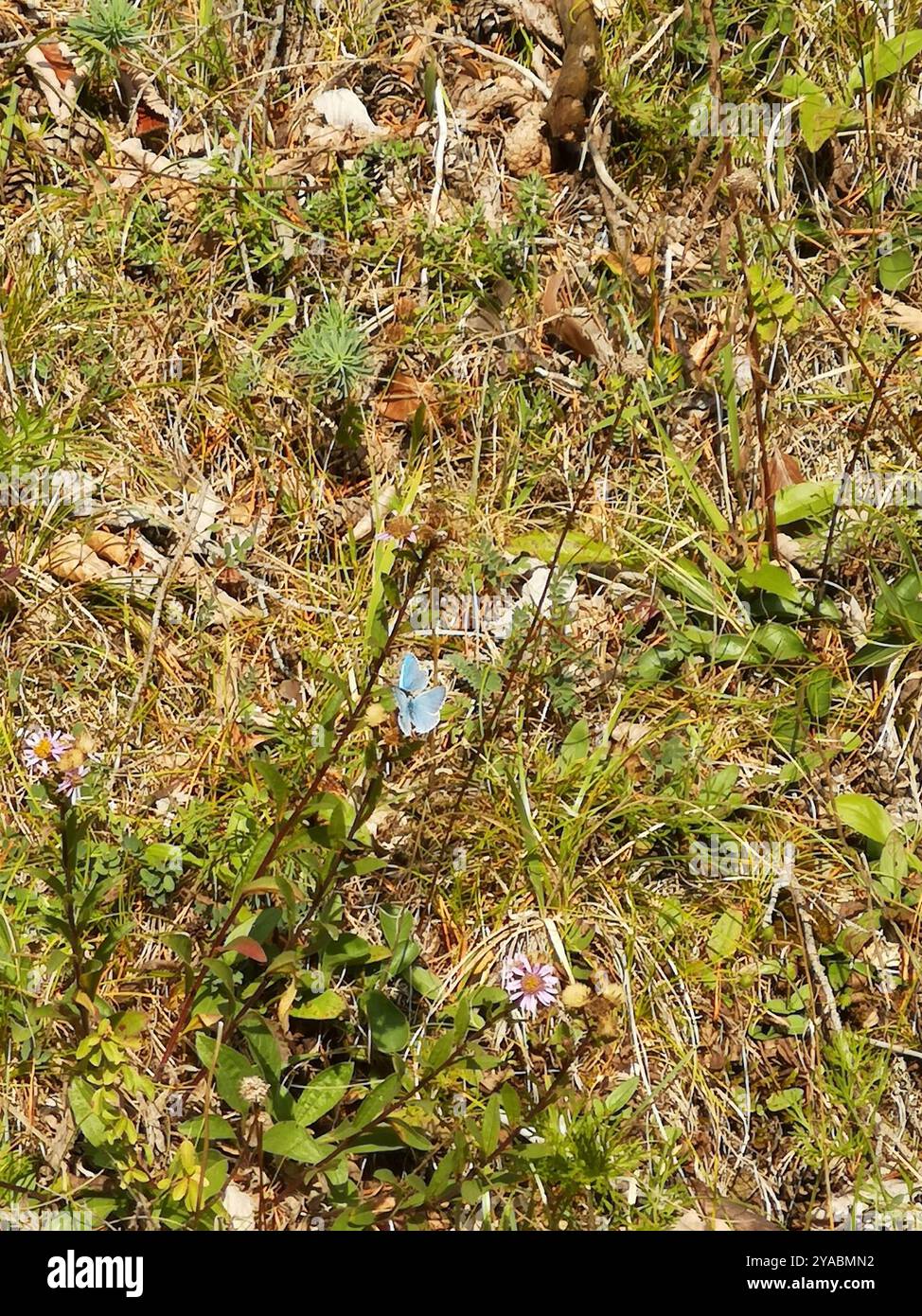 Adonis Blue (Polyommatus bellargus) Insecta Stock Photo - Alamy