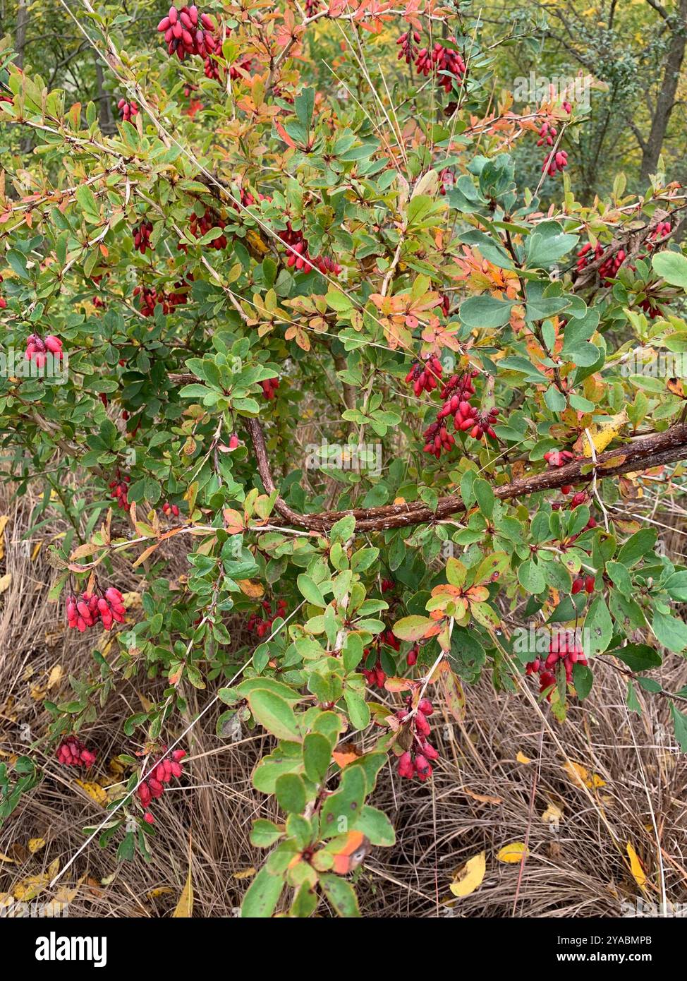 European barberry (Berberis vulgaris) Plantae Stock Photo - Alamy