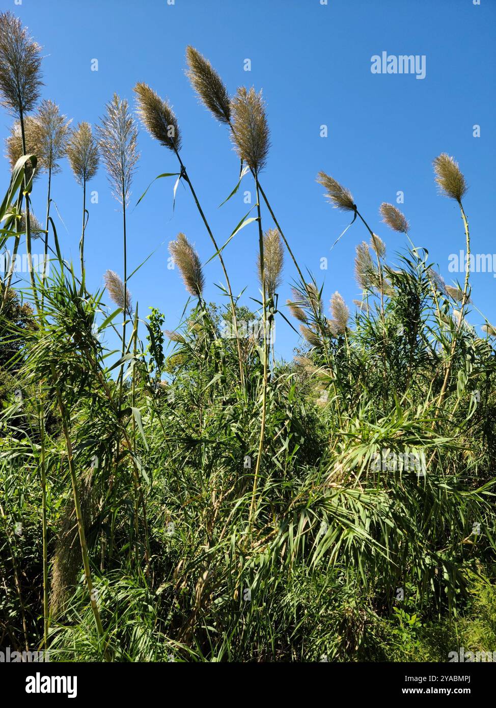 giant reed (Arundo donax) Plantae Stock Photo - Alamy