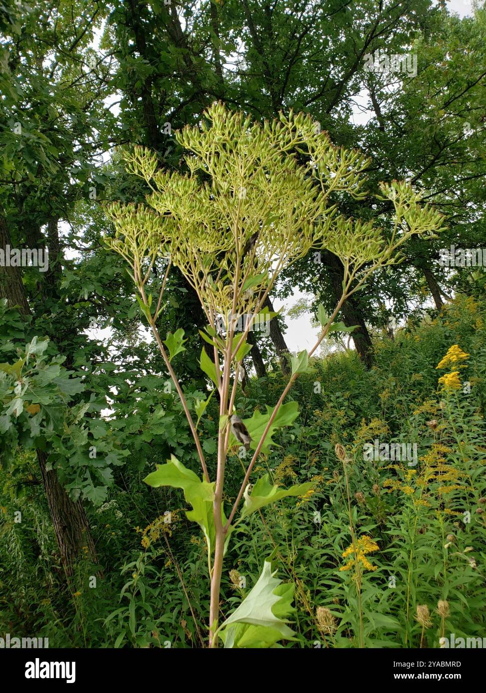 pale Indian plantain (Arnoglossum atriplicifolium) Plantae Stock Photo ...