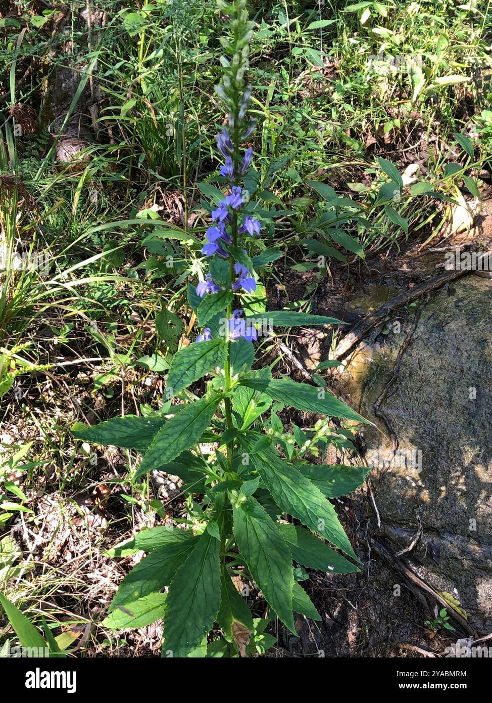Great Blue Lobelia Lobelia Siphilitica Plantae Stock Photo Alamy