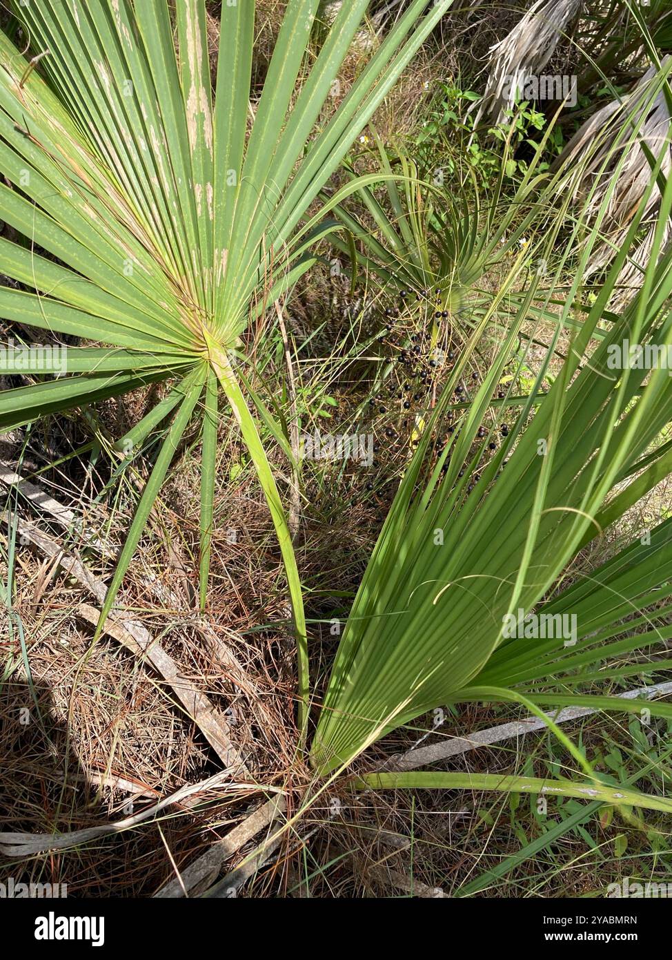 Scrub Palmetto (Sabal etonia) Plantae Stock Photo - Alamy