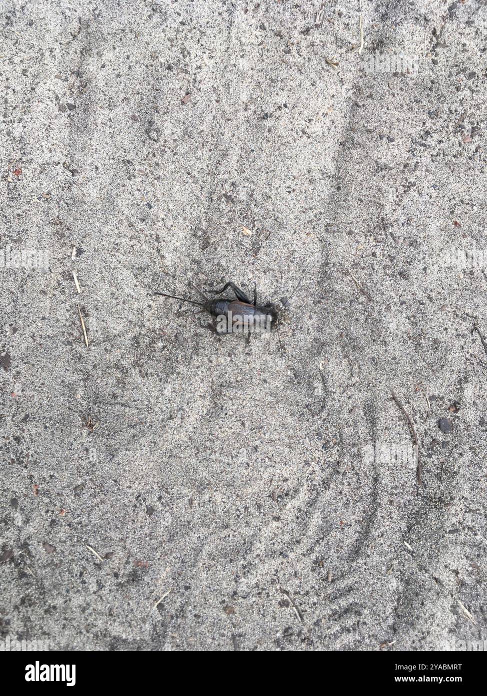 Field cricket gryllus pennsylvanicus hi-res stock photography and ...