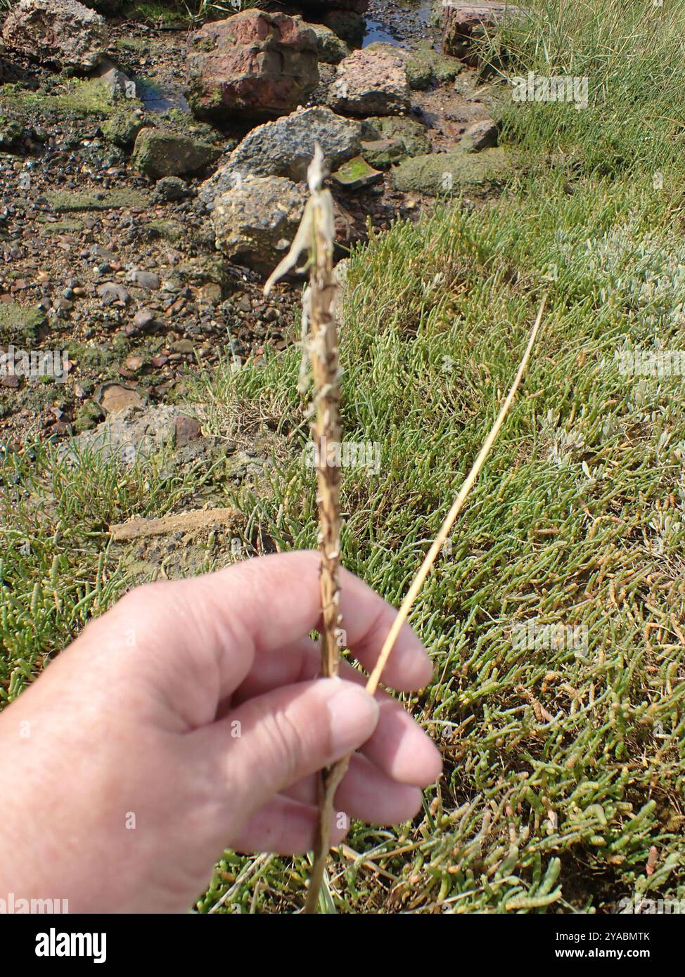 common cordgrass (Sporobolus anglicus) Plantae Stock Photo - Alamy