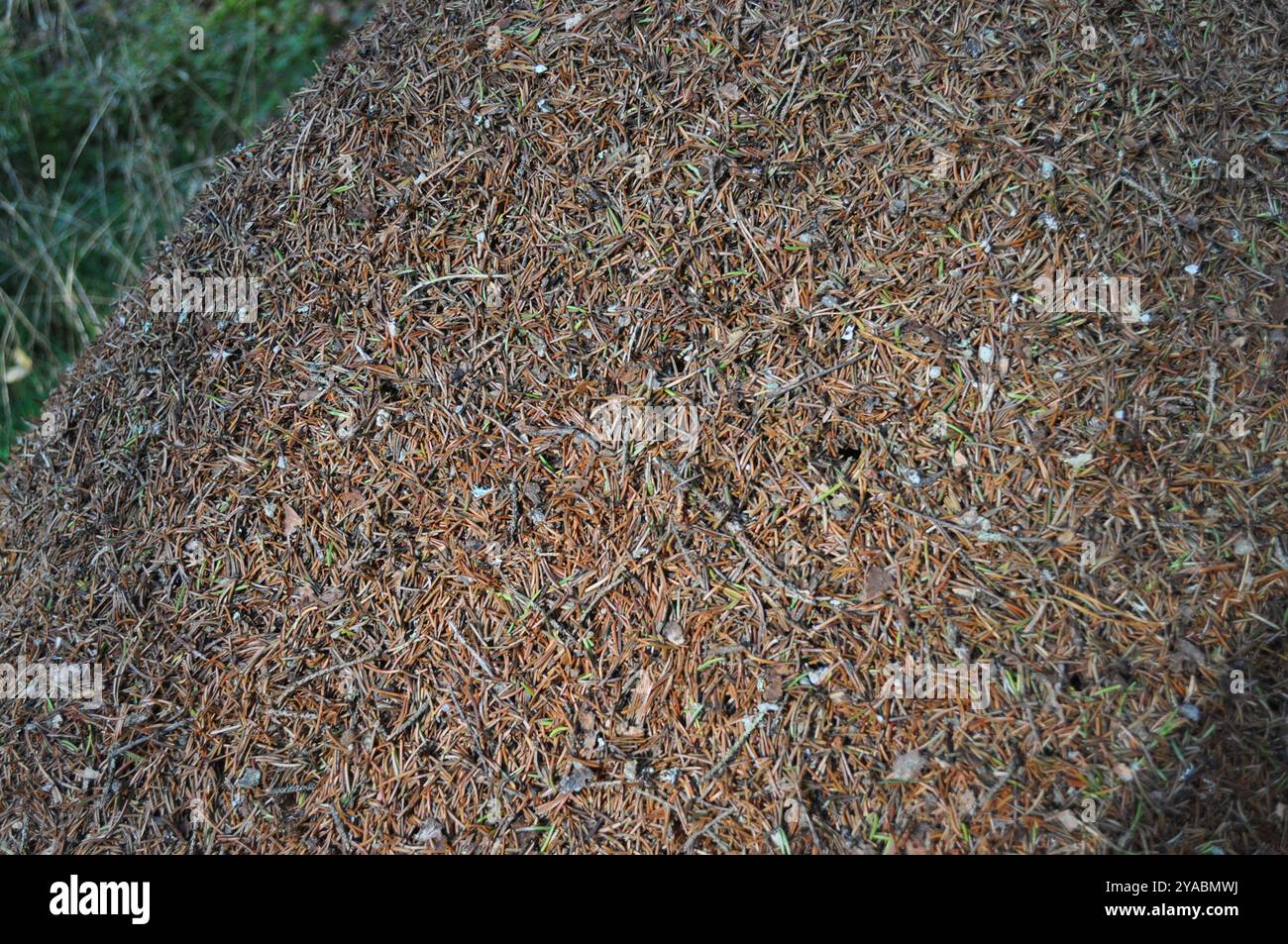 rufa-group Wood Ants (Formica rufa) Insecta Stock Photo - Alamy