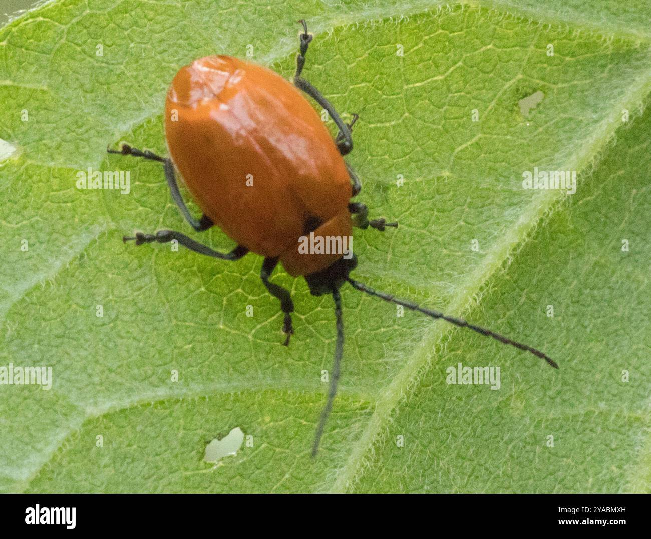 (Isotes eruptiva) Insecta Stock Photo - Alamy