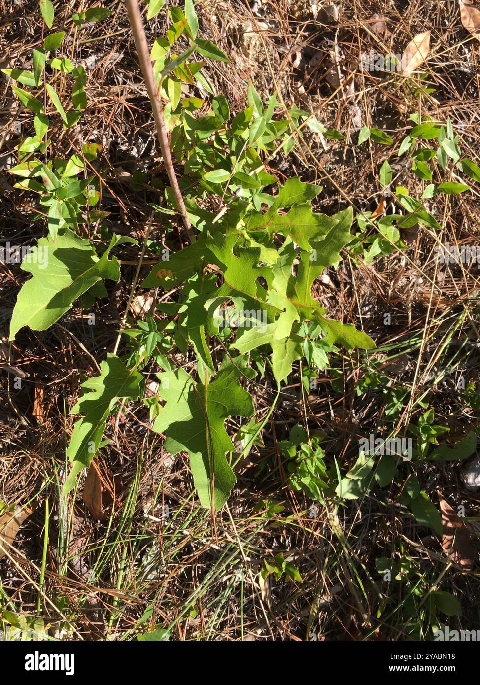 Kidney-leaf Rosinweed (Silphium compositum) Plantae Stock Photo - Alamy