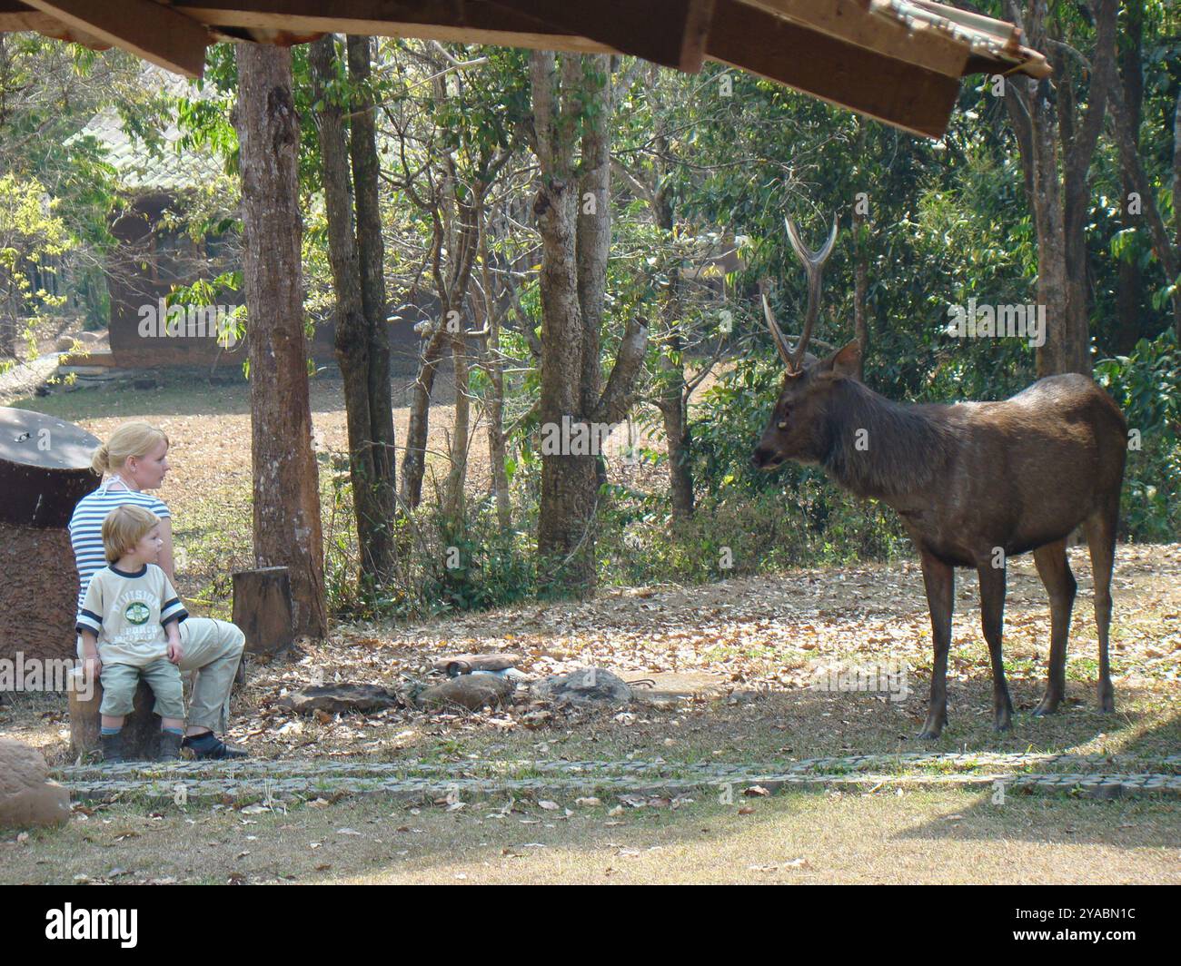 Mainland Southeast Asian sambar (Rusa unicolor cambojensis) Mammalia ...