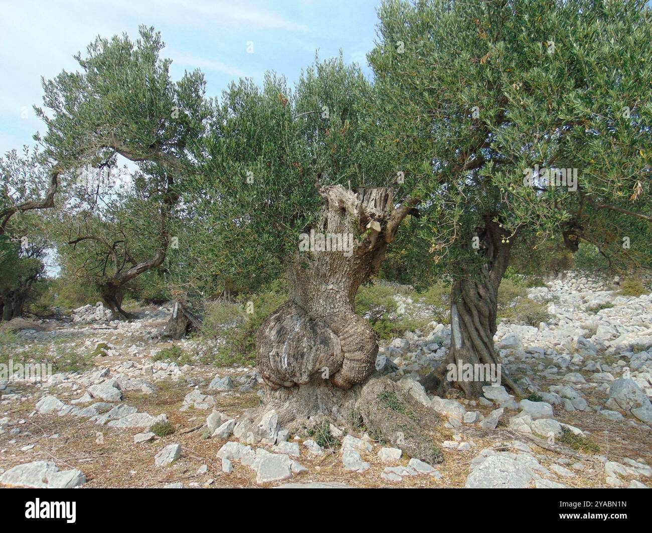 Olive tree (Olea europaea europaea) Plantae Stock Photo - Alamy