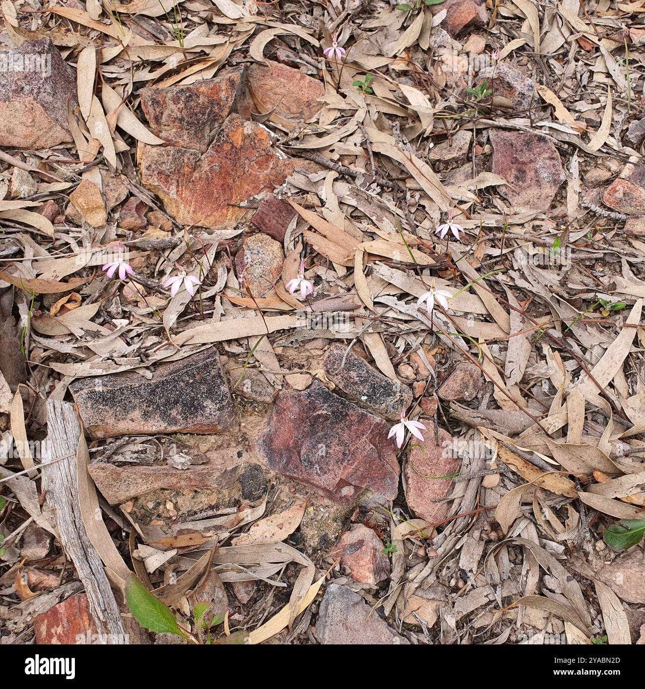Dusky Fingers (Caladenia fuscata) Plantae Stock Photo - Alamy