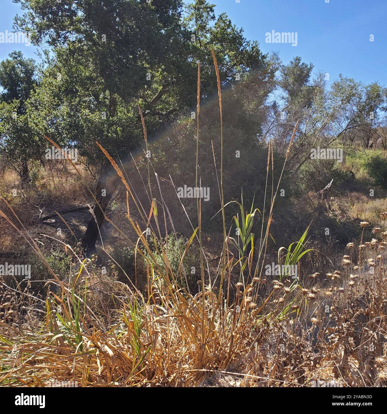 giant wild rye (Leymus condensatus) Plantae Stock Photo - Alamy