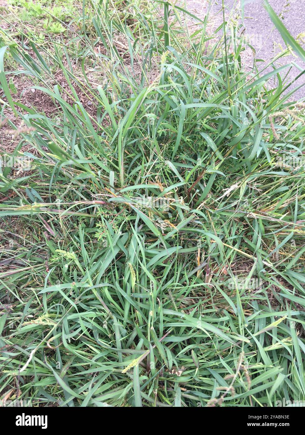 Barnyard Grasses (Echinochloa) Plantae Stock Photo - Alamy