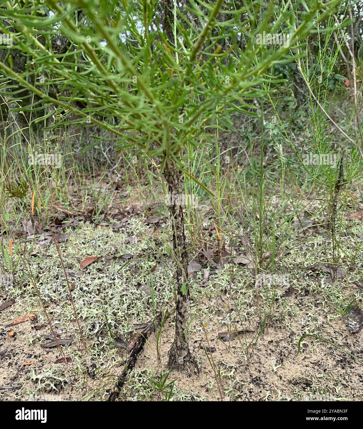 coastal plain honeycombhead (Balduina angustifolia) Plantae Stock Photo ...