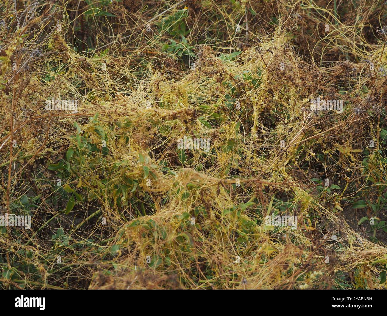 Field Dodder (Cuscuta campestris) Plantae Stock Photo - Alamy