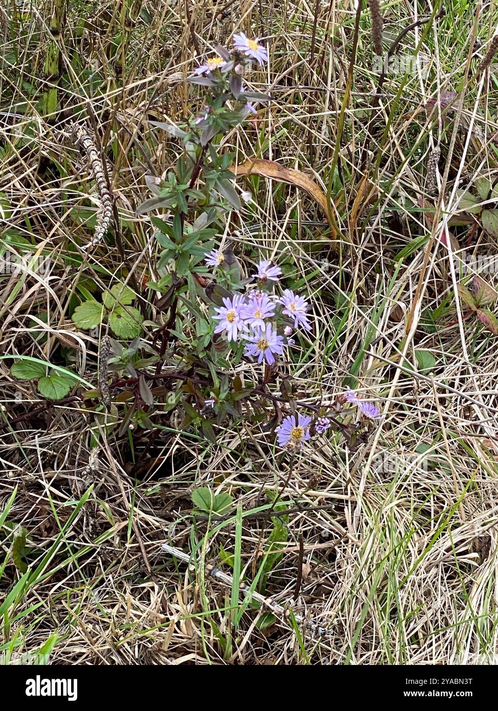 Pacific Aster (Symphyotrichum chilense) Plantae Stock Photo - Alamy
