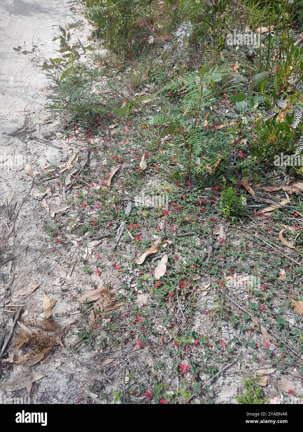 Running Postman (Kennedia prostrata) Plantae Stock Photo - Alamy