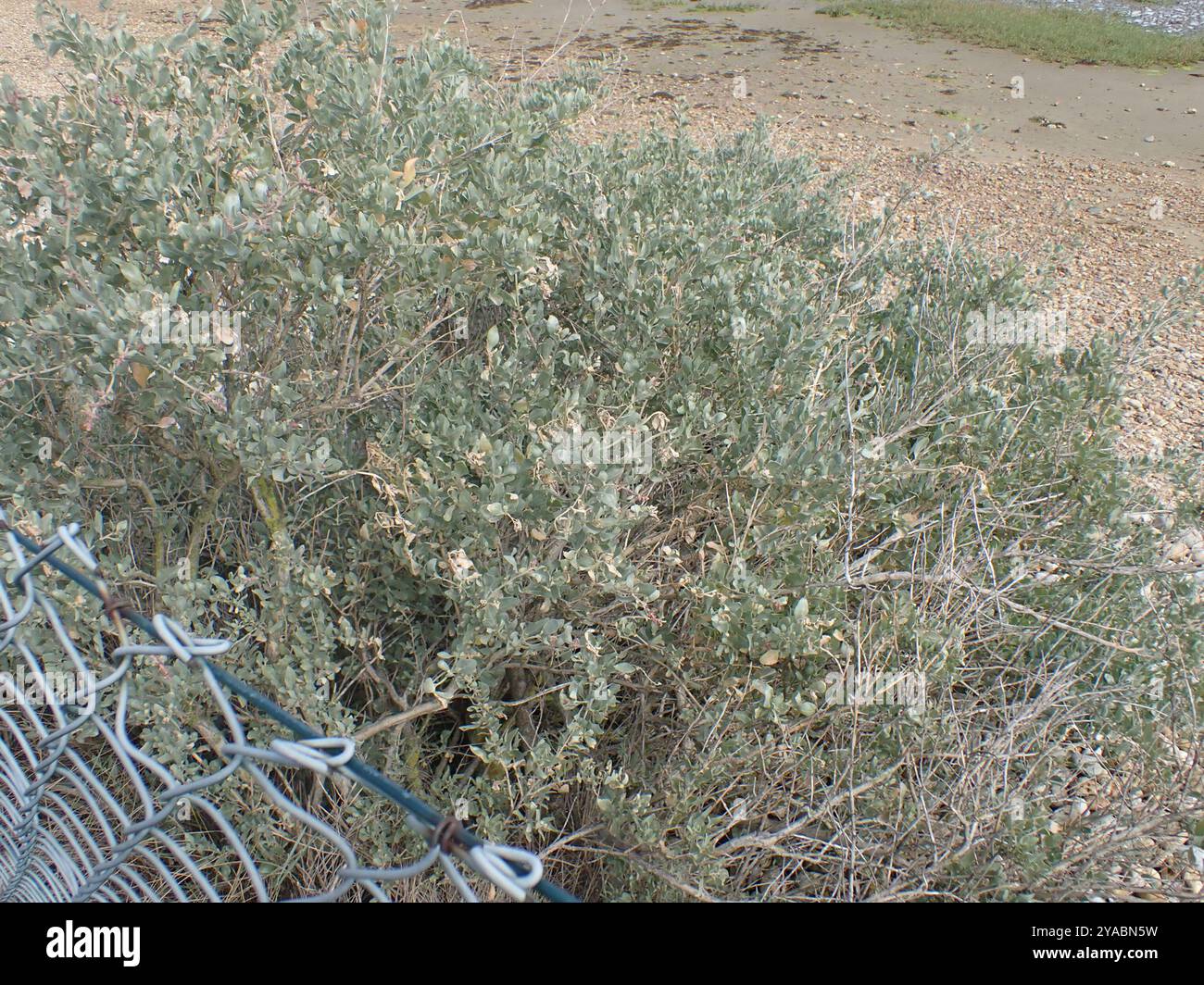 Mediterranean Saltbush (Atriplex halimus) Plantae Stock Photo - Alamy