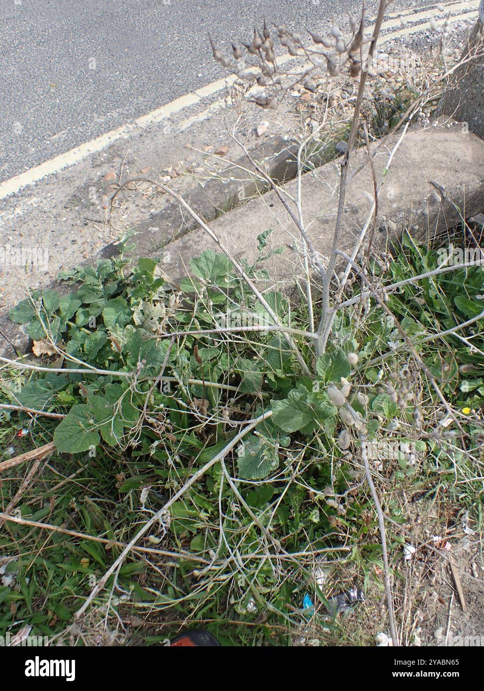 Mediterranean Radish (Raphanus raphanistrum landra) Plantae Stock Photo ...