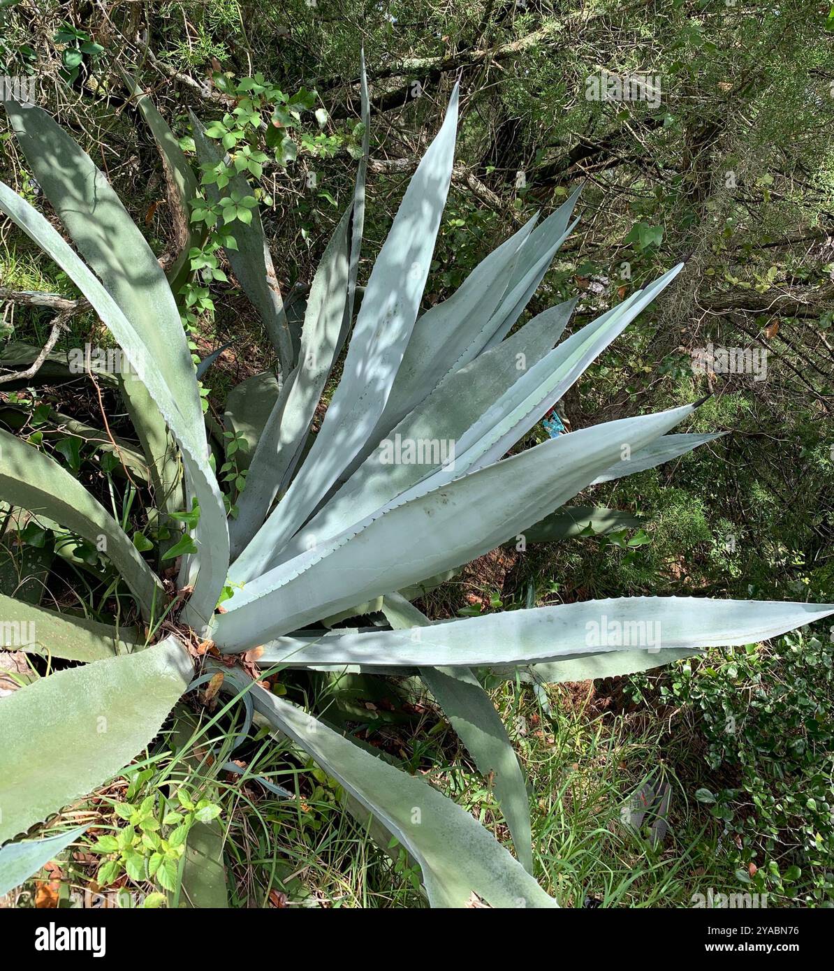 century plants (Agave) Plantae Stock Photo - Alamy
