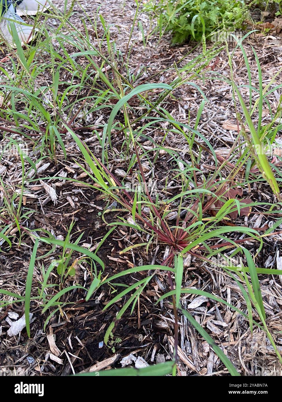 Jungle Rice (Echinochloa colonum) Plantae Stock Photo - Alamy