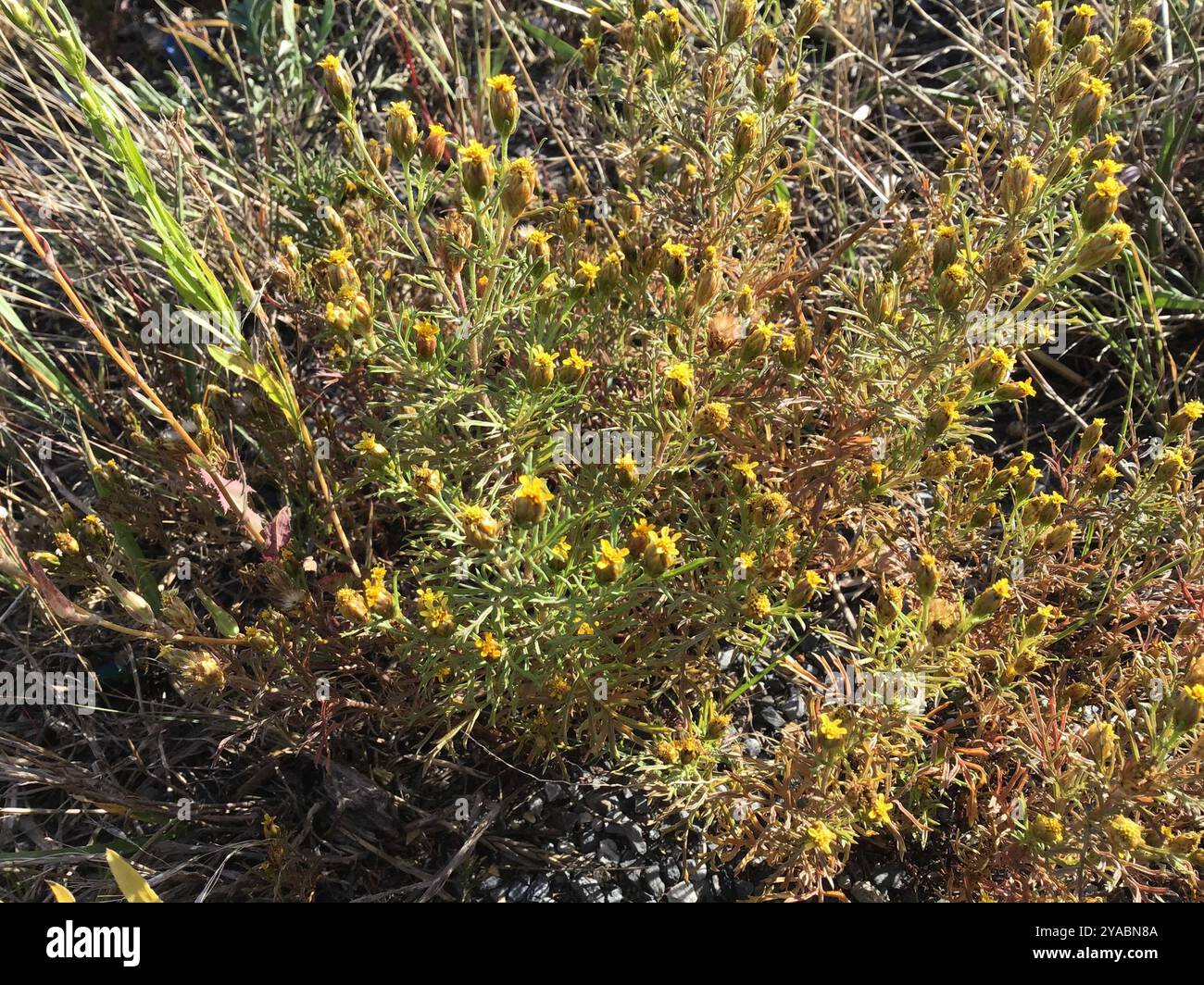 Fetid marigold (Dyssodia papposa) Plantae Stock Photo - Alamy