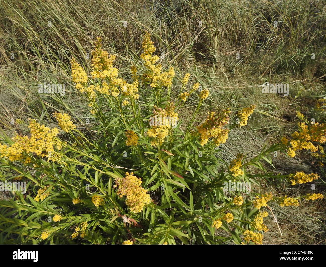 northern seaside goldenrod (Solidago sempervirens) Plantae Stock Photo ...
