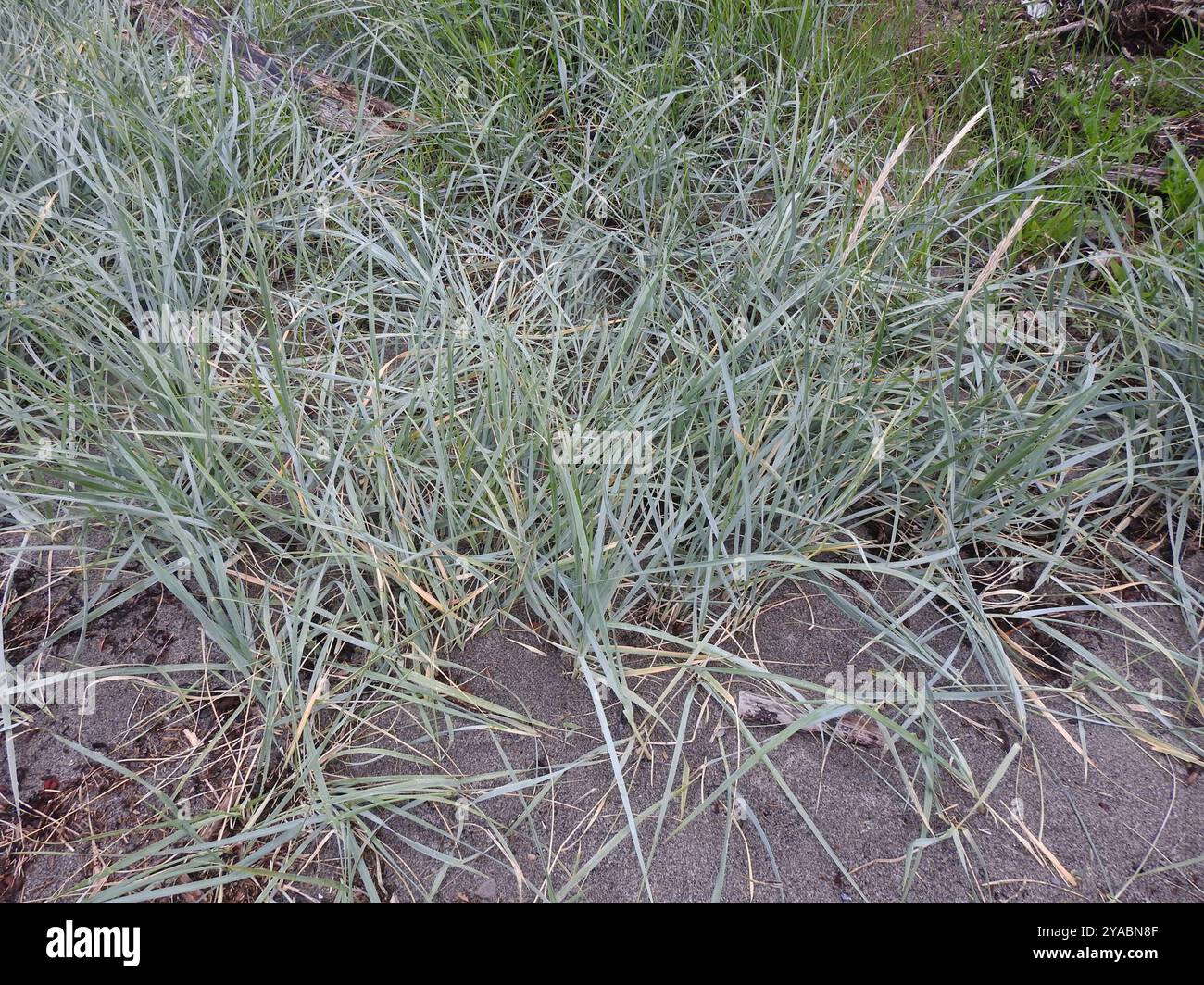 lyme grass (Leymus arenarius) Plantae Stock Photo - Alamy