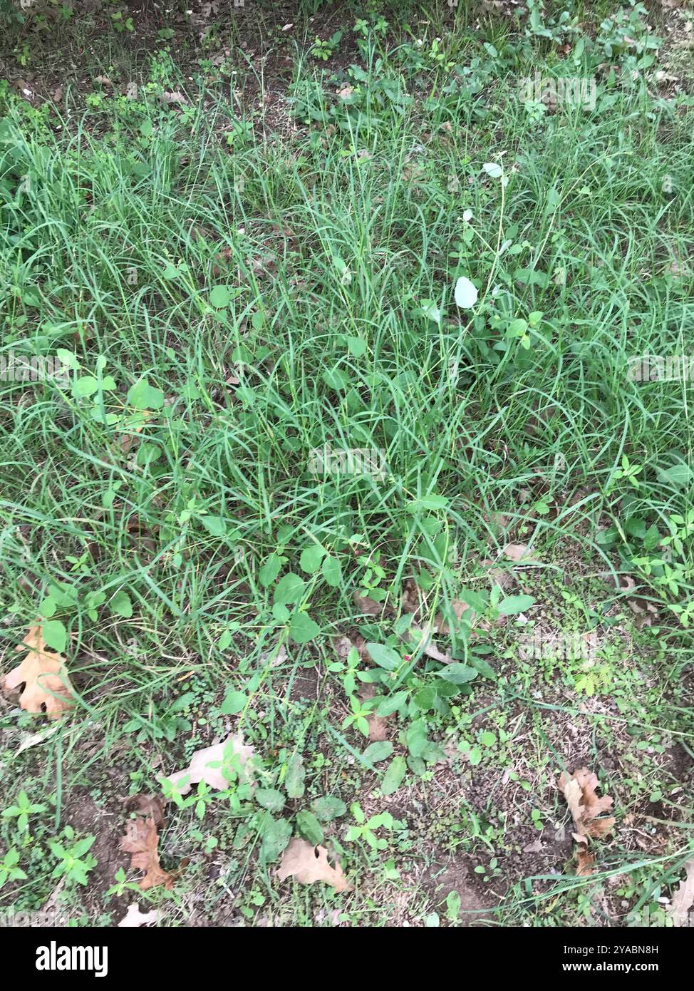 scarlet spiderling (Boerhavia coccinea) Plantae Stock Photo - Alamy
