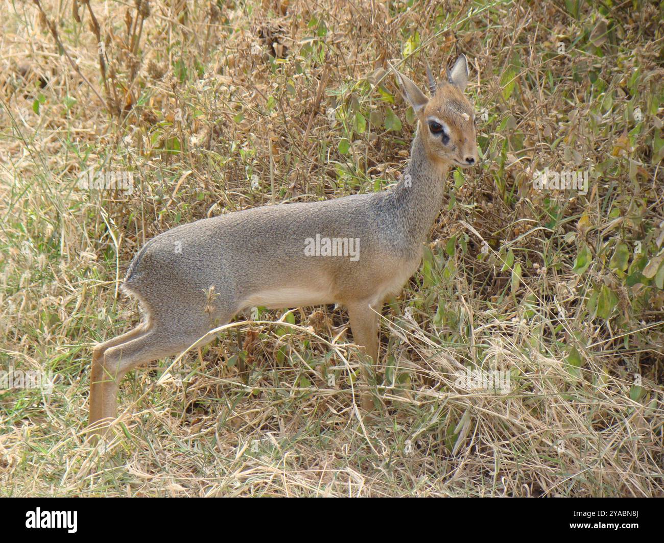 Cavendish's Dik-Dik (Madoqua cavendishi) Mammalia Stock Photo - Alamy