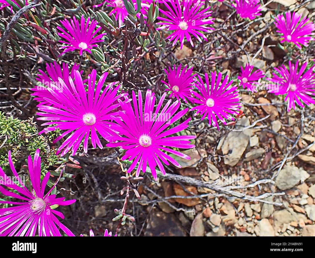 Purple Brightfig (Lampranthus haworthii) Plantae Stock Photo - Alamy