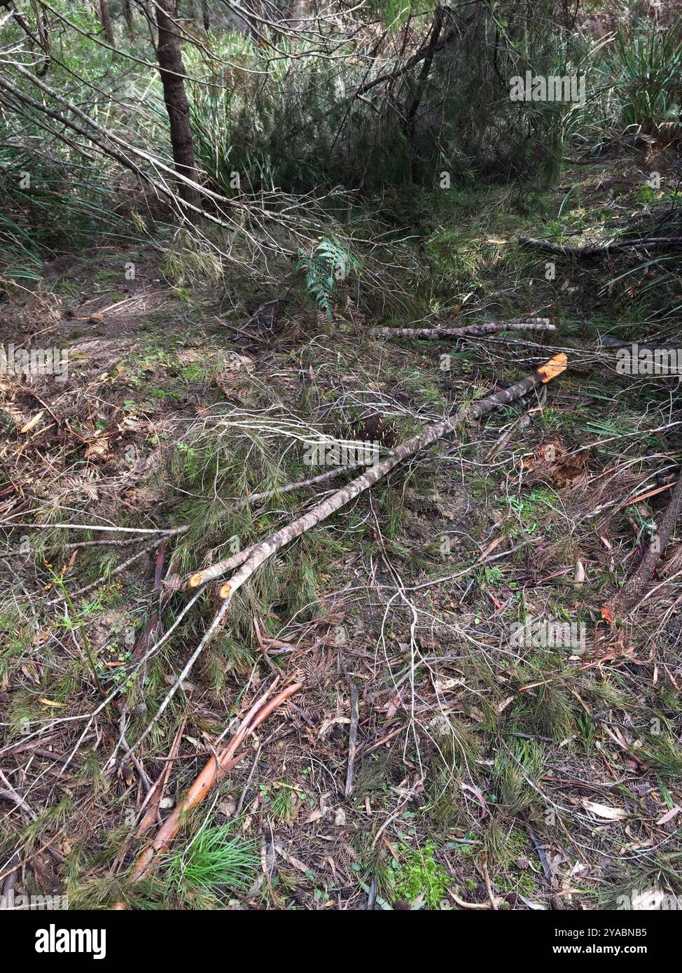 Tasmanian Echidna (Tachyglossus aculeatus setosus) Mammalia Stock Photo ...