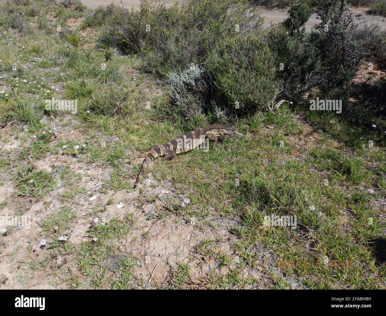 White-throated monitor (Varanus albigularis albigularis) Reptilia Stock ...