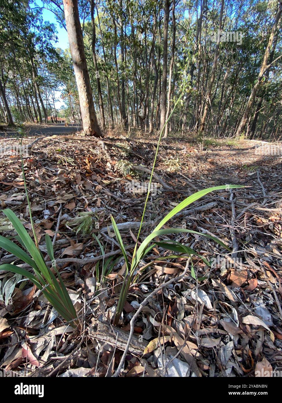 flax-lilies (Dianella) Plantae Stock Photo - Alamy