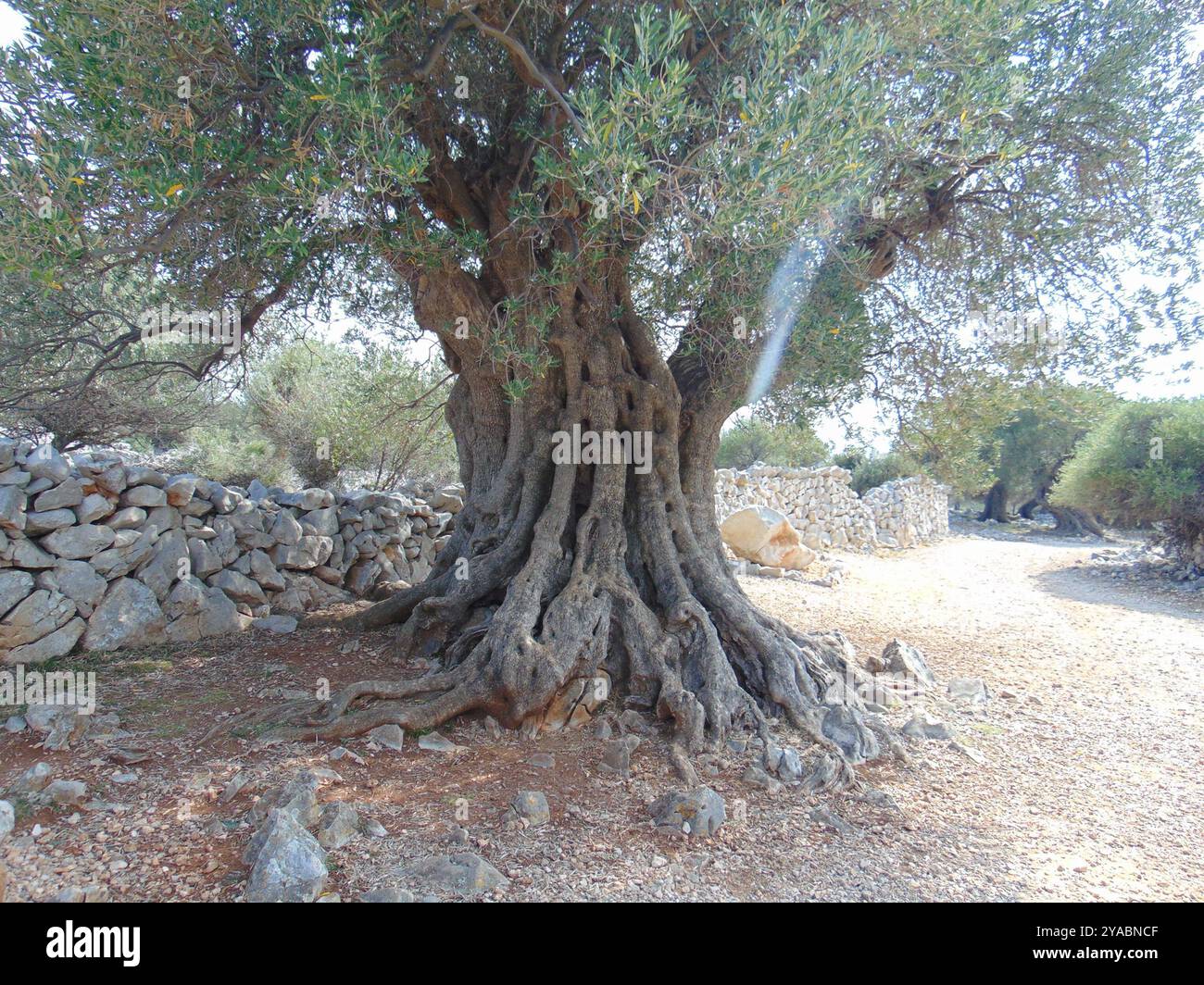 Olive tree (Olea europaea europaea) Plantae Stock Photo - Alamy